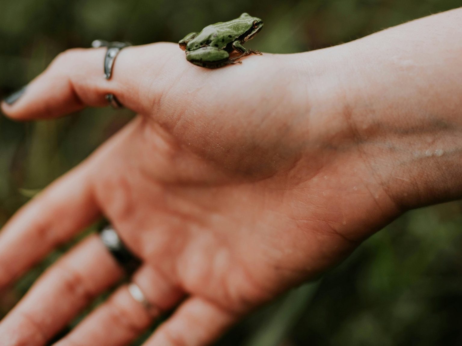 Mujer se tragó ocho ranas por una falsa creencia popular, pero vivió ...